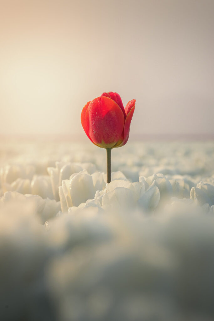 Nick de Jonge - BooART